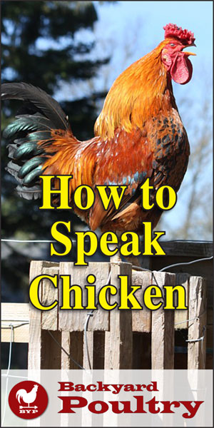 Chicken Noises: What Do They Mean? - Backyard Poultry